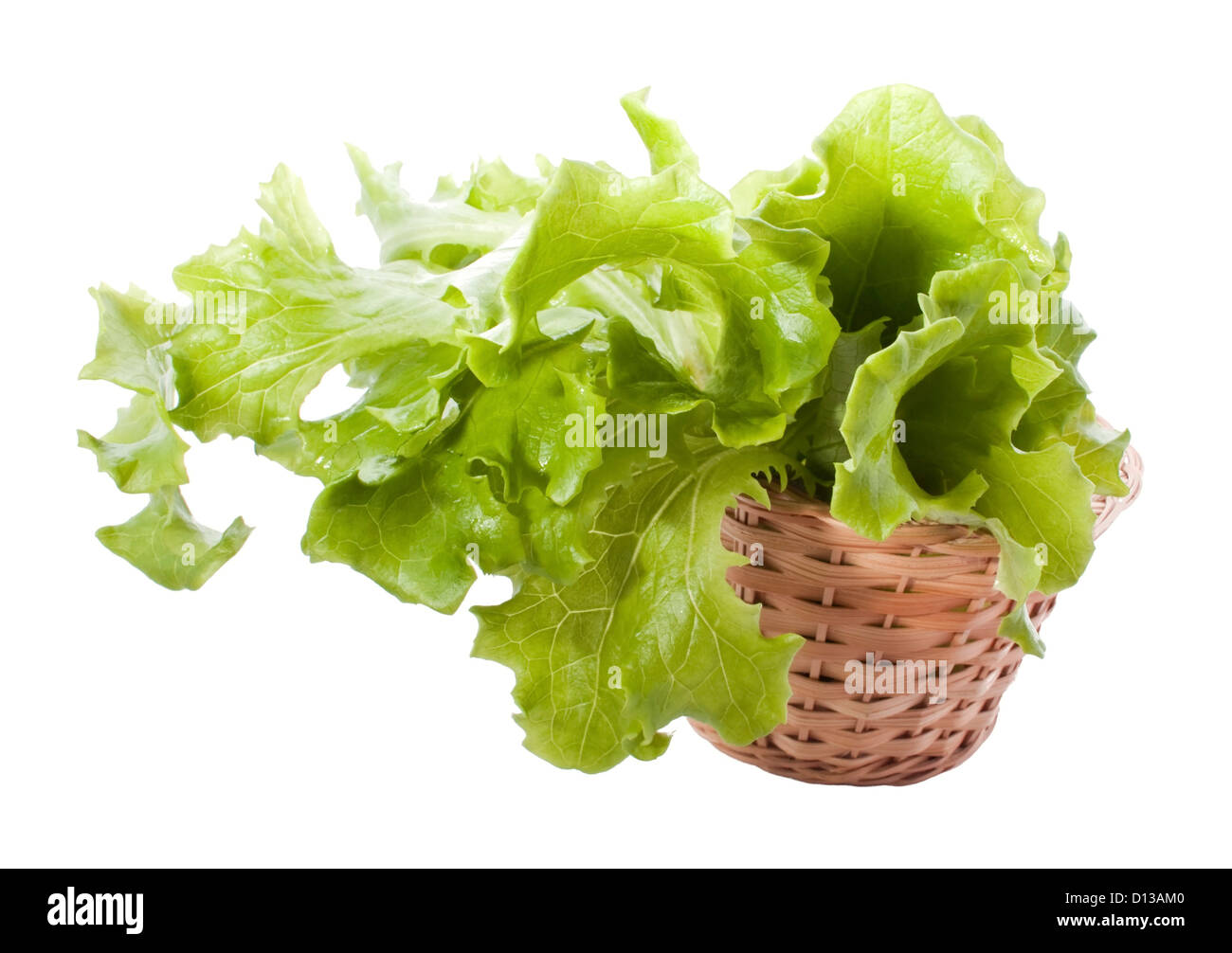 Red lettuce plant in Cut Out Stock Images & Pictures - Alamy