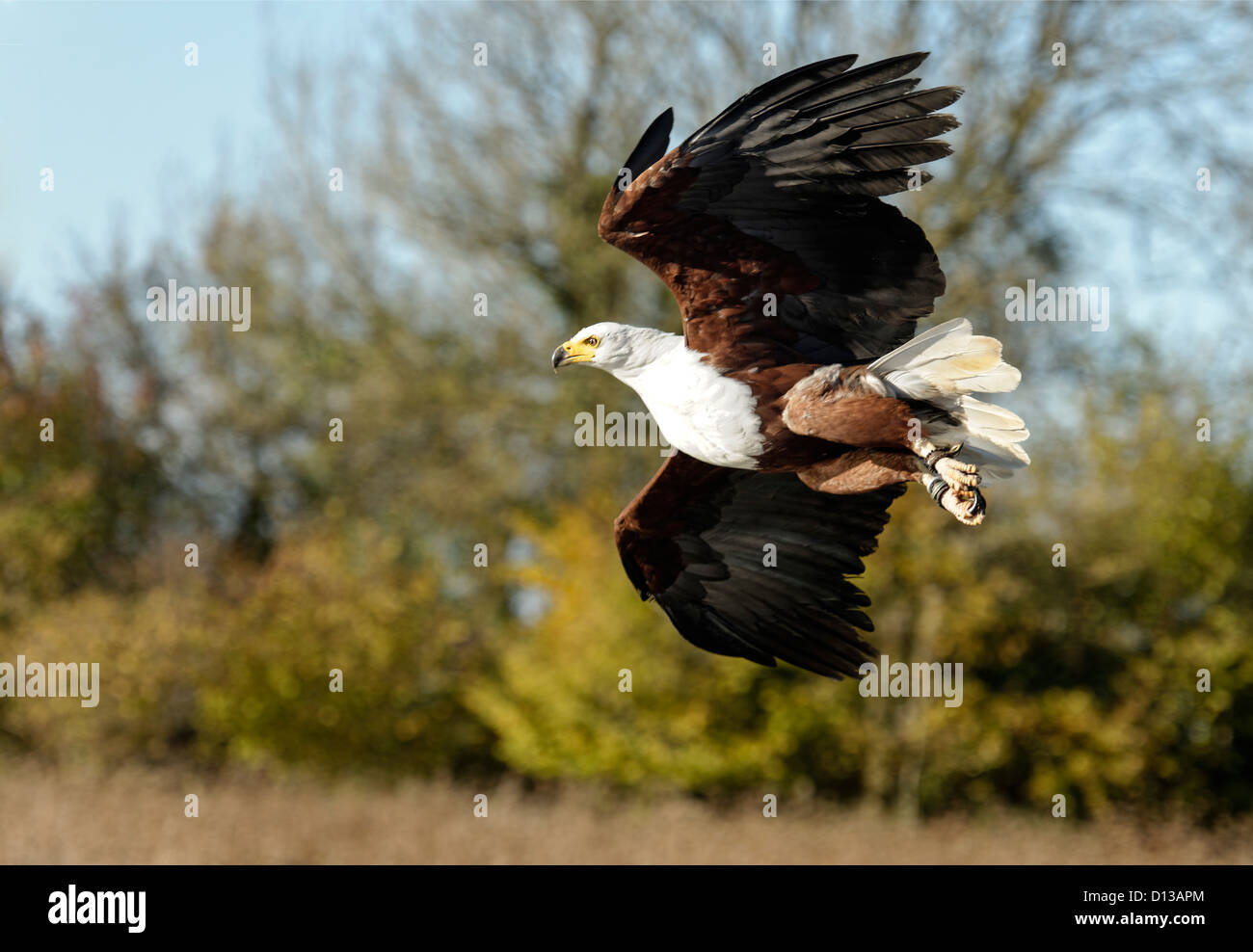 Swooping eagle hi-res stock photography and images - Alamy