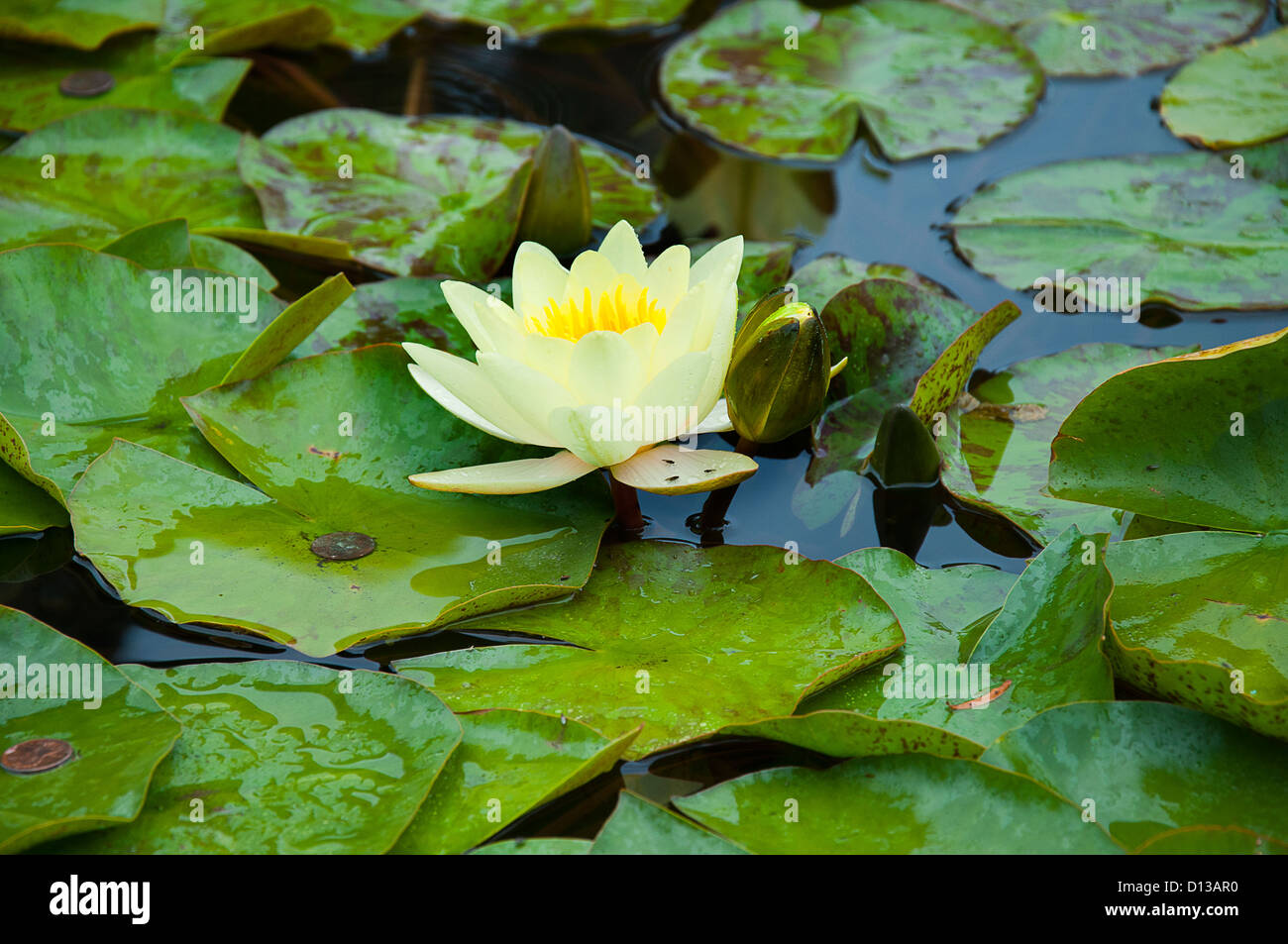 Sera waves hi-res stock photography and images - Alamy