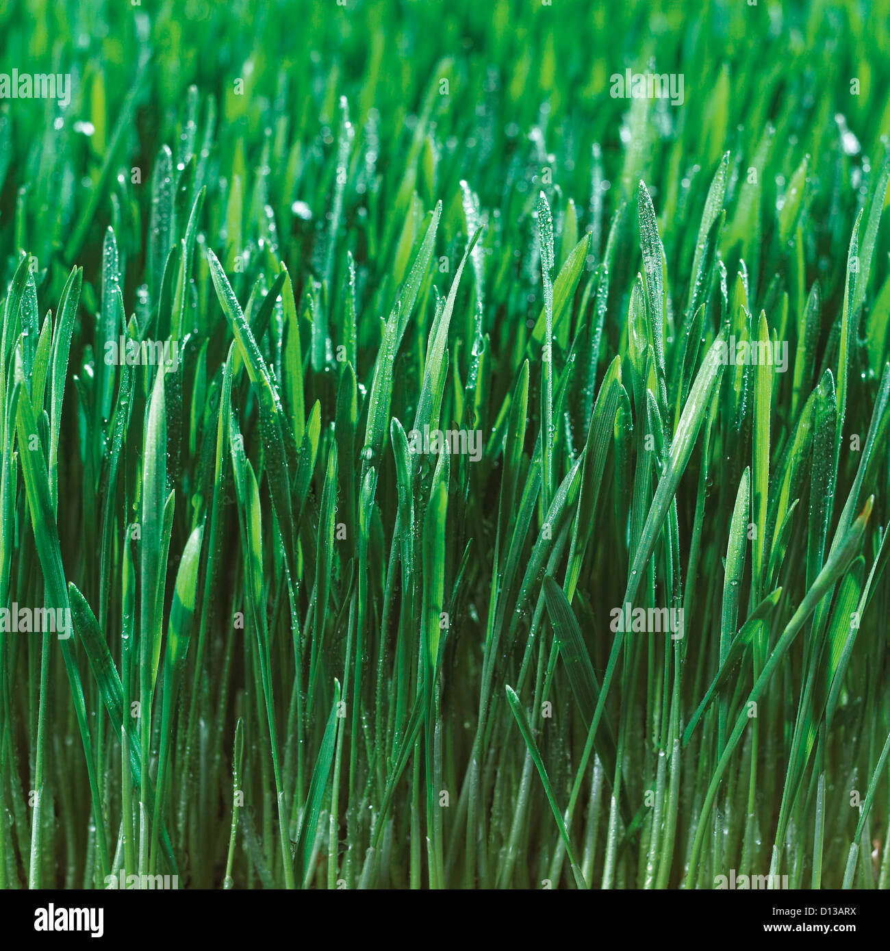 Close-Up Detail Of Fresh Wet Grass Stock Photo - Alamy