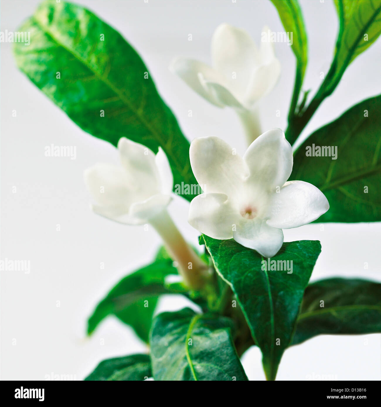 Wild jasmine plant hi-res stock photography and images - Alamy