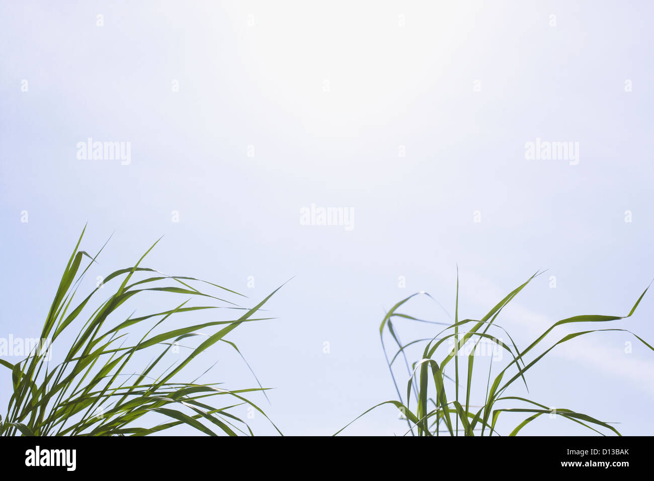 Close up tall grass blowing hi-res stock photography and images - Alamy