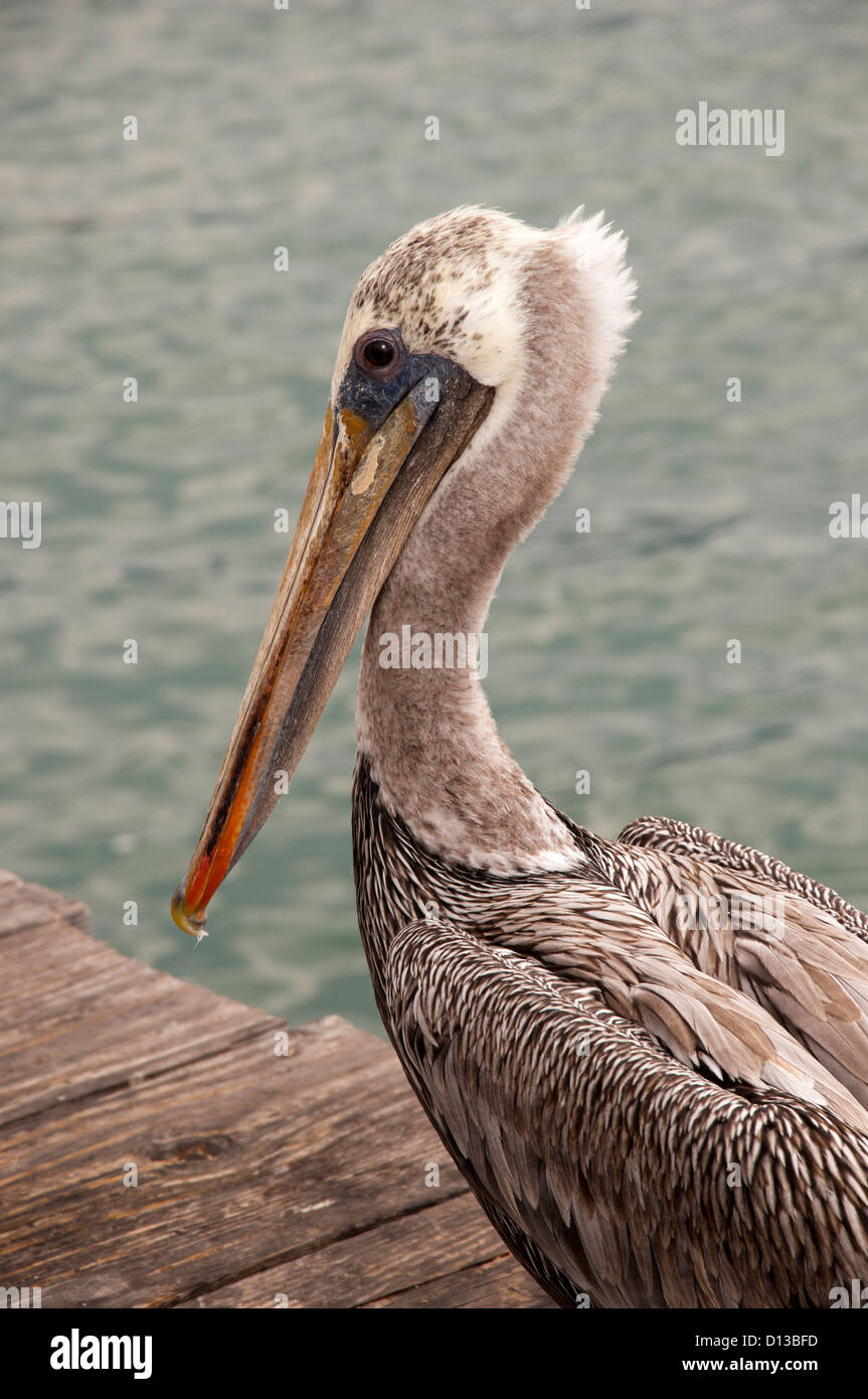 Sera waves hi-res stock photography and images - Alamy