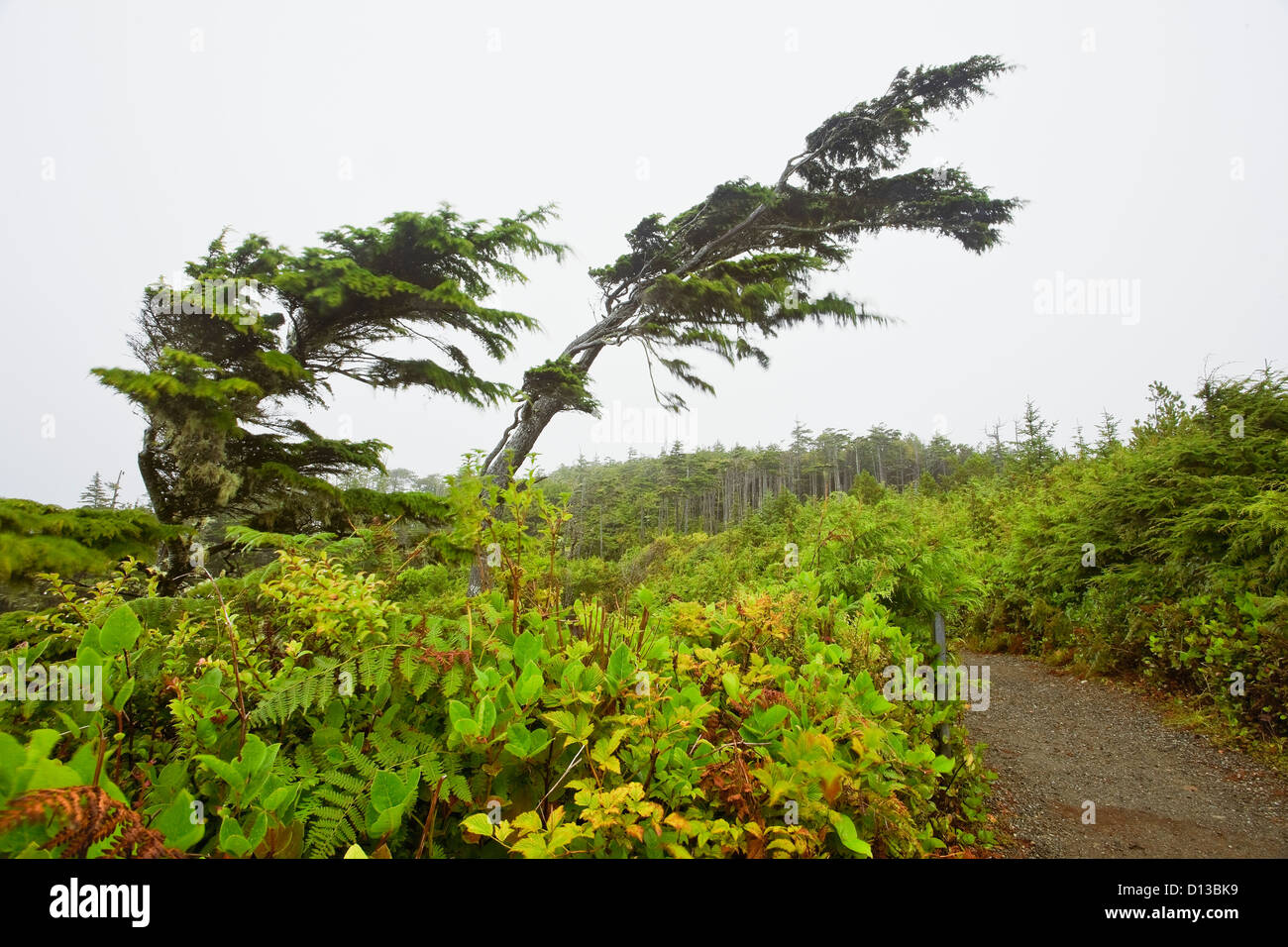 Windblown Trees On The Wild Pacific Trail; Ucluelet Vancouver Island ...