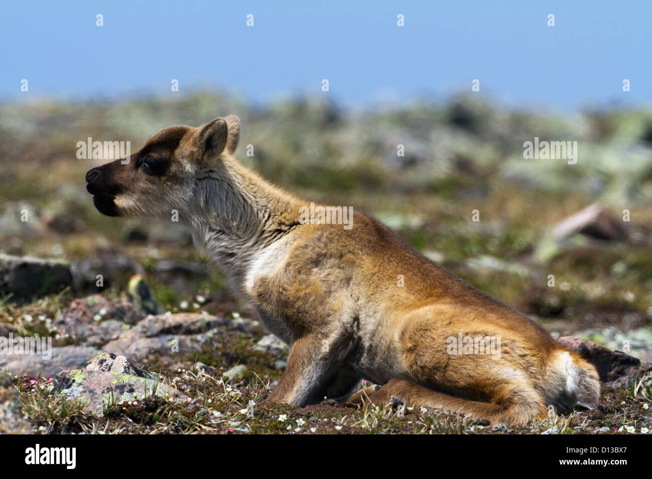 Canada Tundra Caribou High Resolution Stock Photography and Images - Alamy