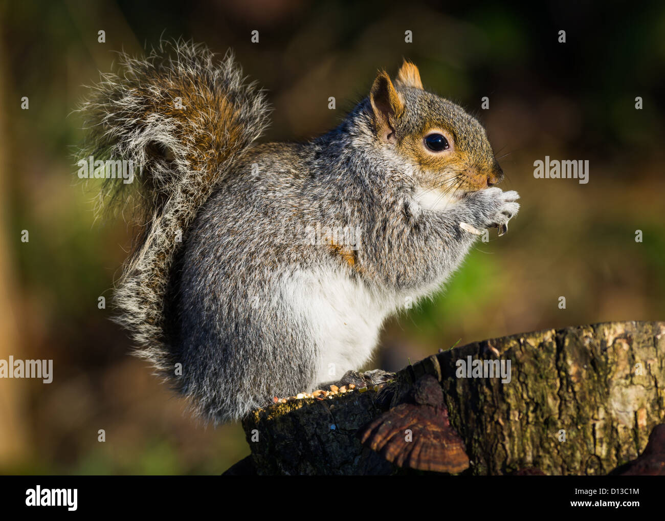 Grey Squirrel (Sciurus carolinensis Stock Photo - Alamy