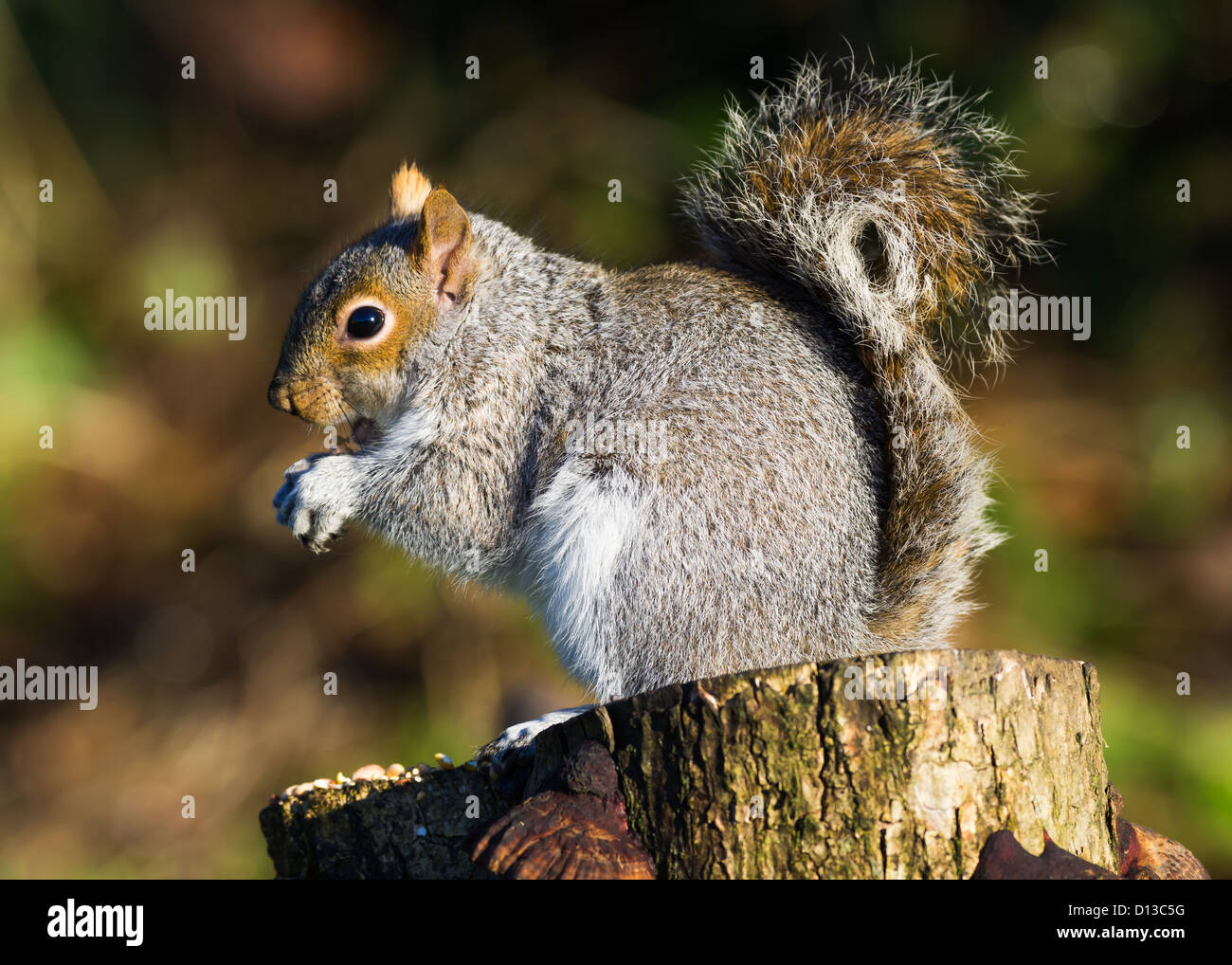 British grey squirrel hi-res stock photography and images - Alamy