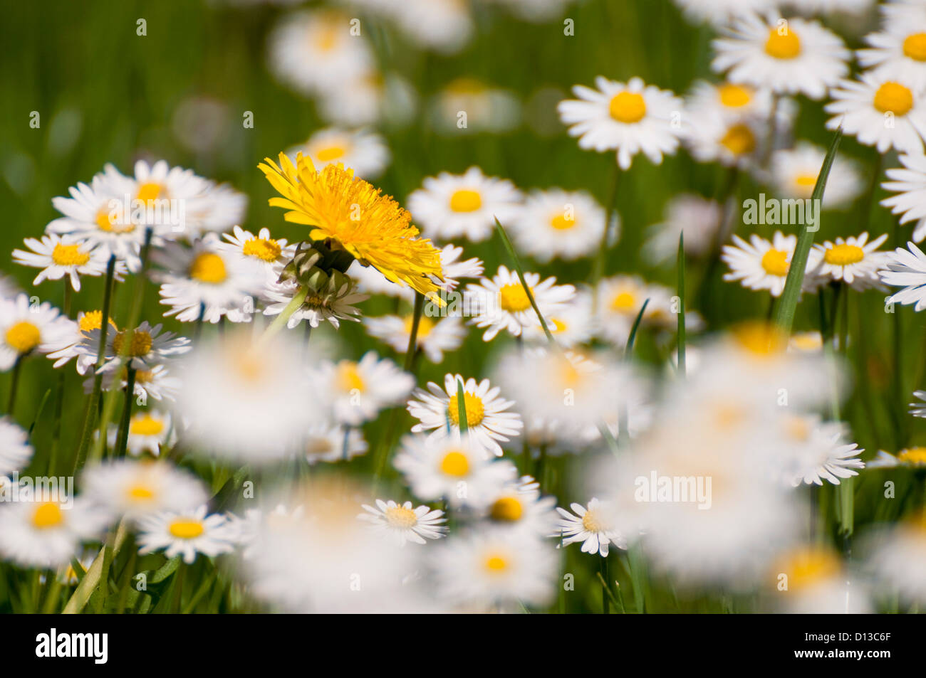 Dandelion between daisy flowers hi-res stock photography and images - Alamy