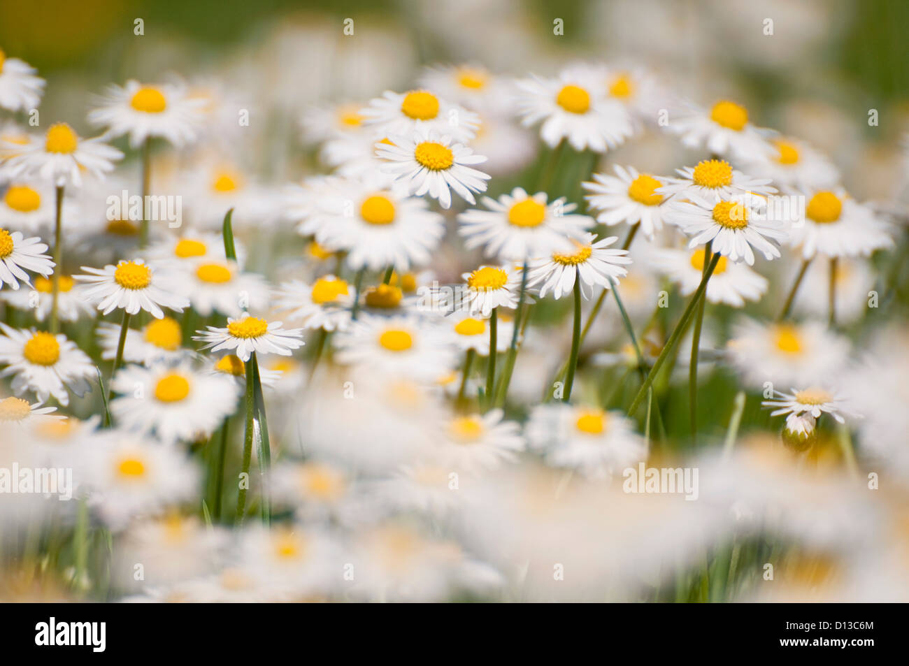 Daisy meadow germany hi-res stock photography and images - Alamy