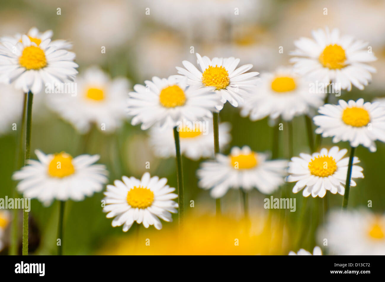 Germany, Bavaria, Daisy flowers, close up Stock Photo - Alamy