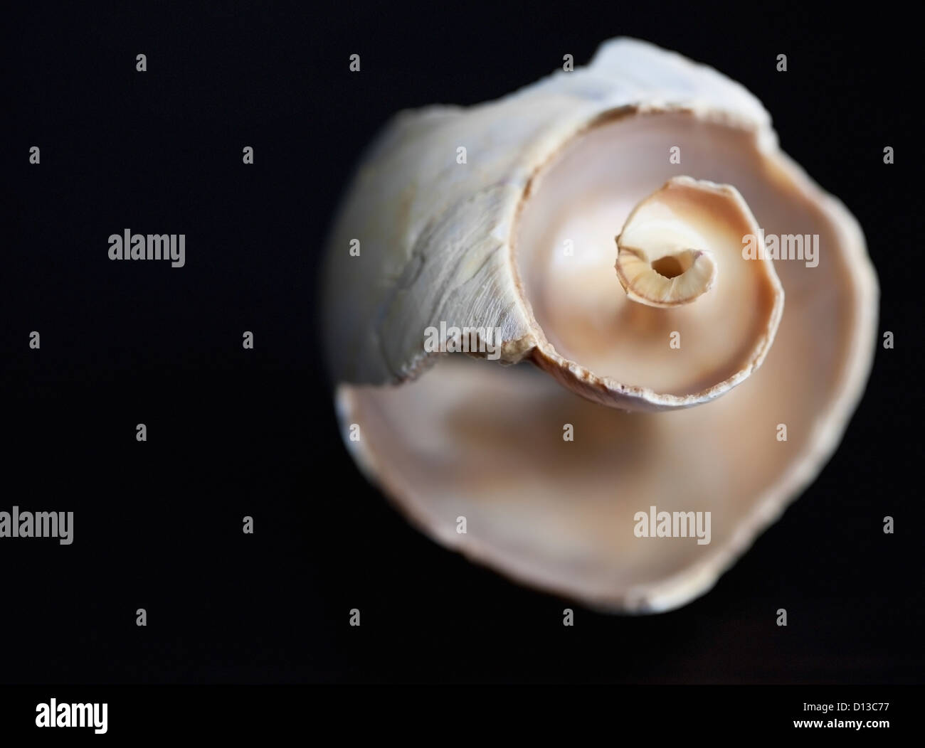 Hollowed Shell From Newfoundland Shores On A Black Background; Alberta ...