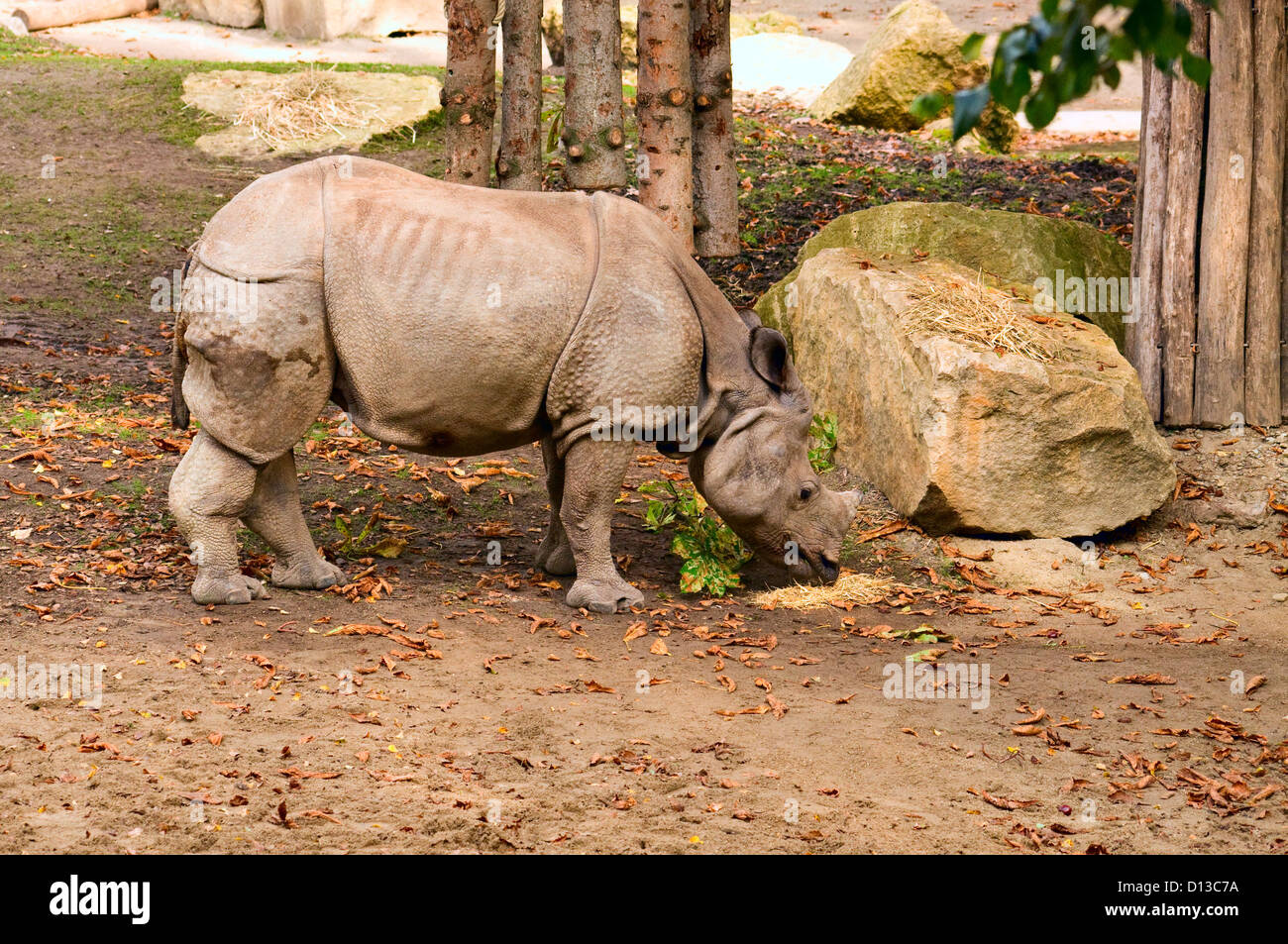 rhinoceros in zoo Stock Photo - Alamy