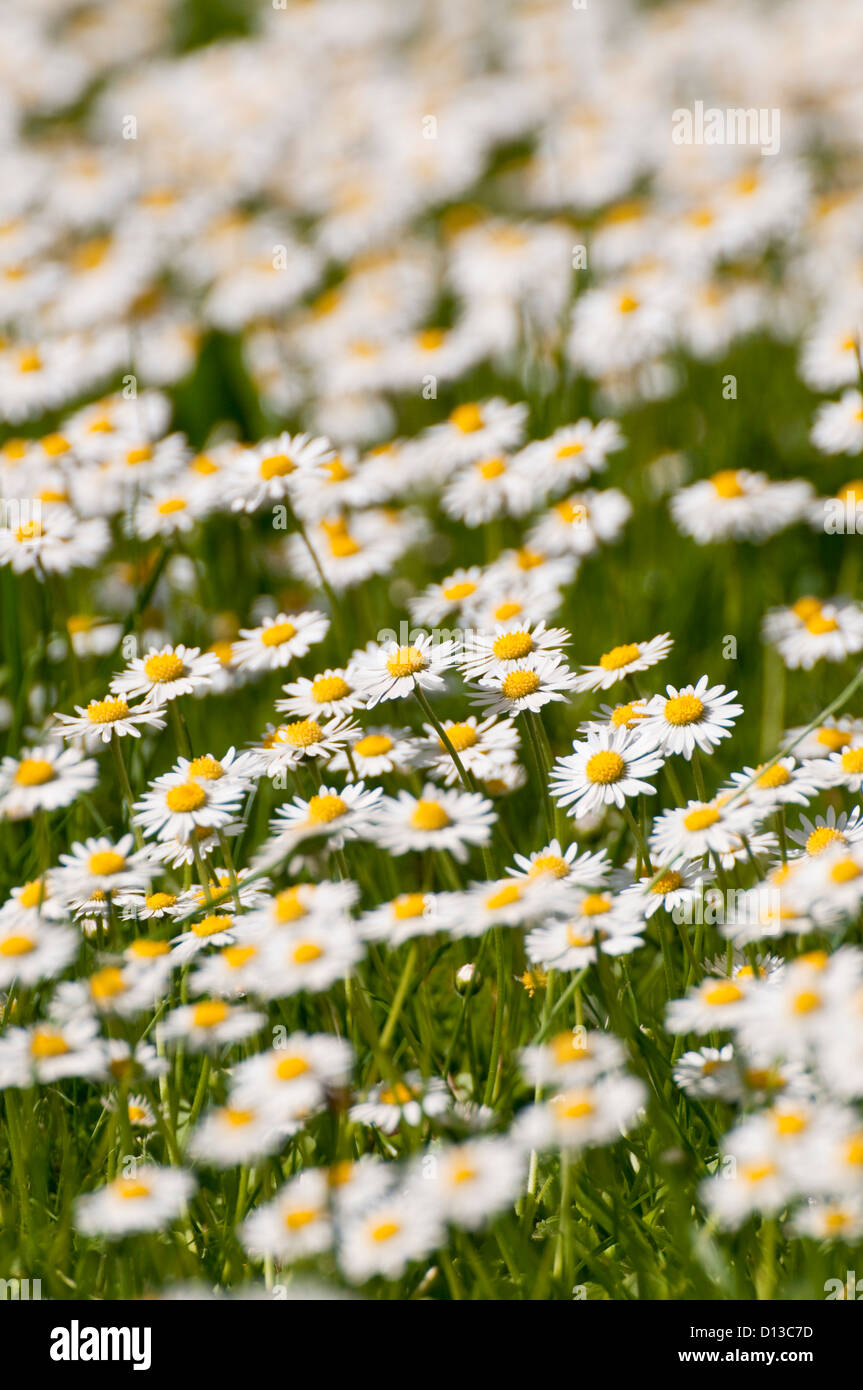 Daisy meadow germany hi-res stock photography and images - Alamy