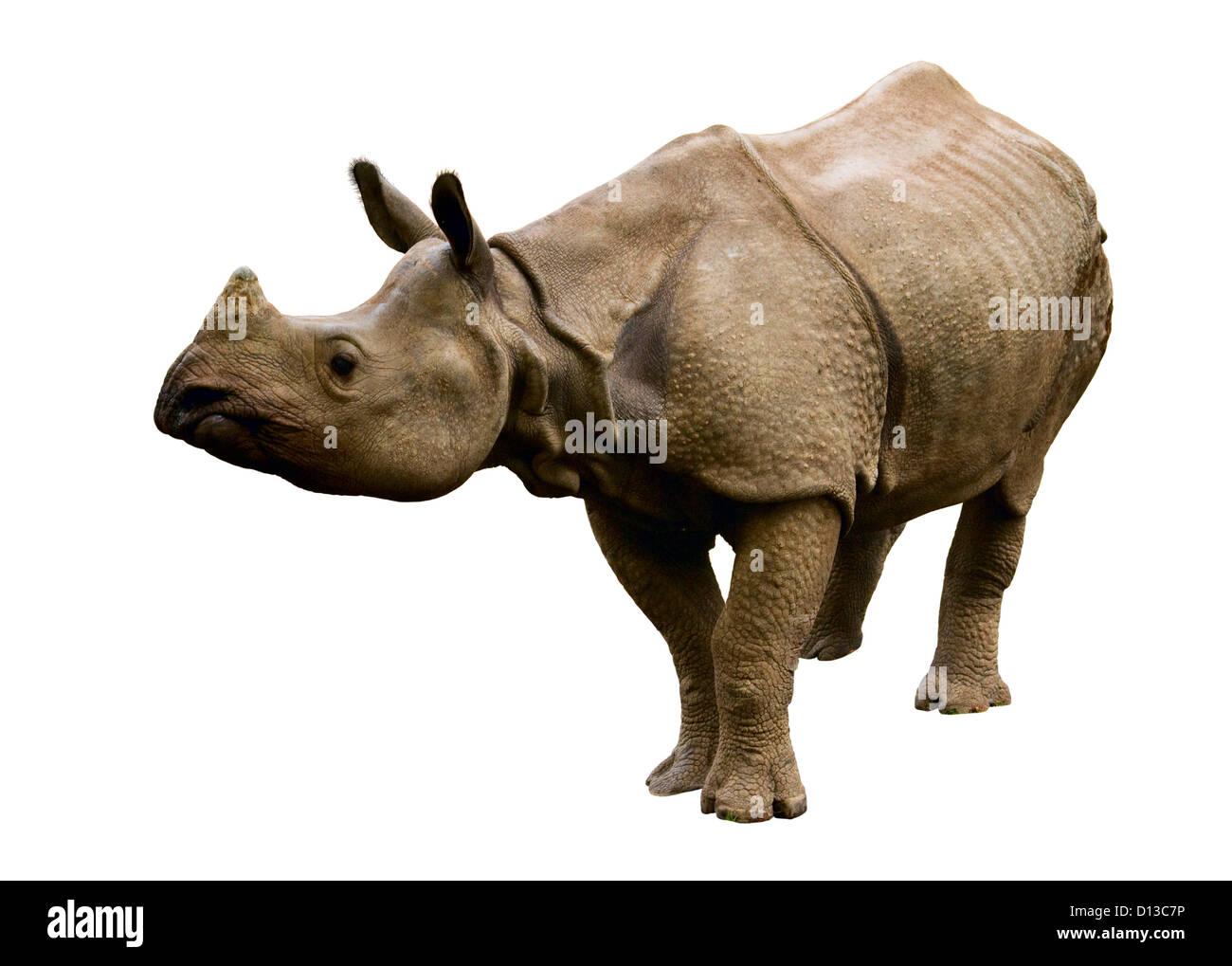 Rhinoceros wild animal Cut Out Stock Images & Pictures - Alamy
