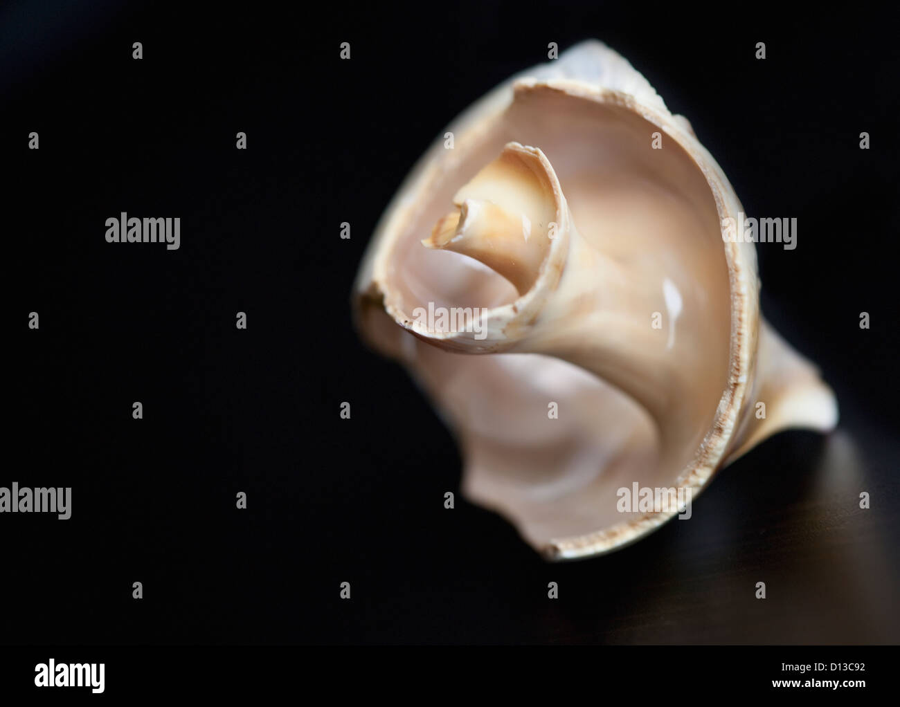 Broken Sea Shell Close Up High Resolution Stock Photography and Images ...