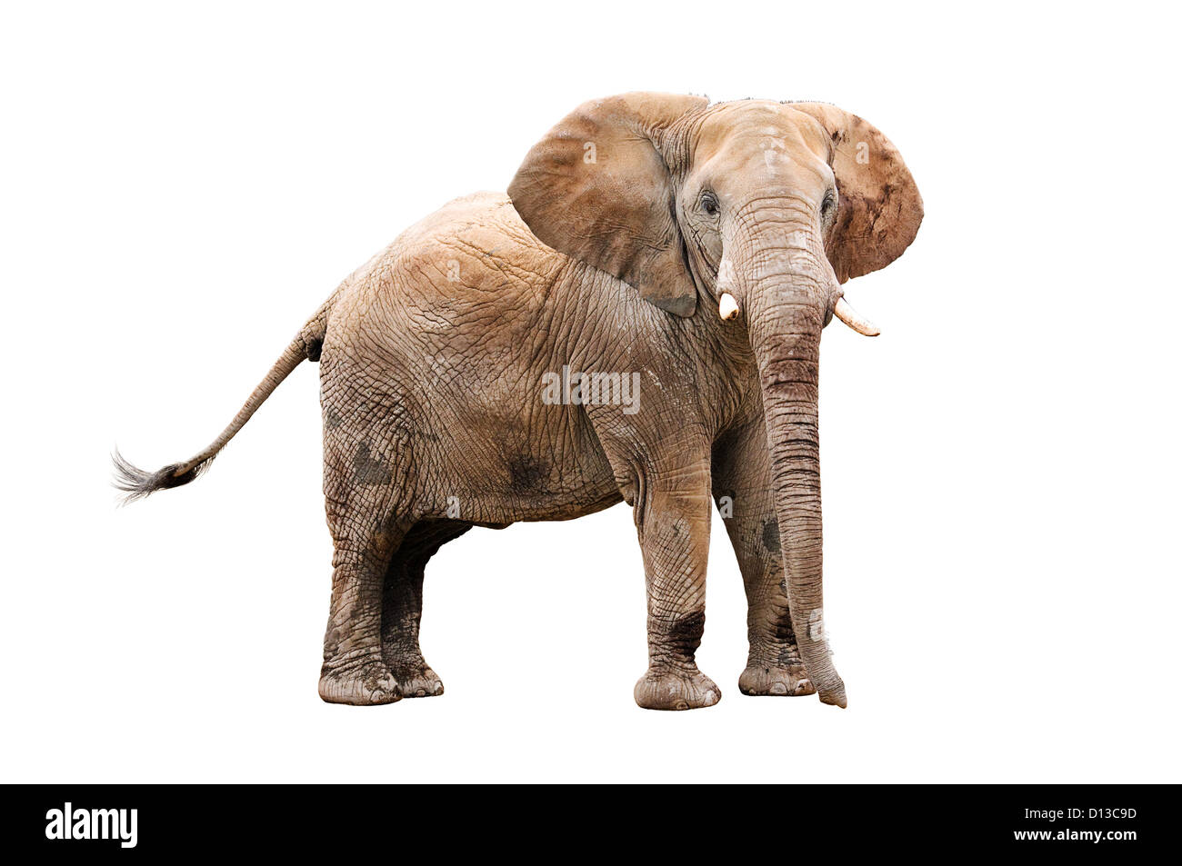 Elephant Trunk Cut Out Stock Images & Pictures - Alamy