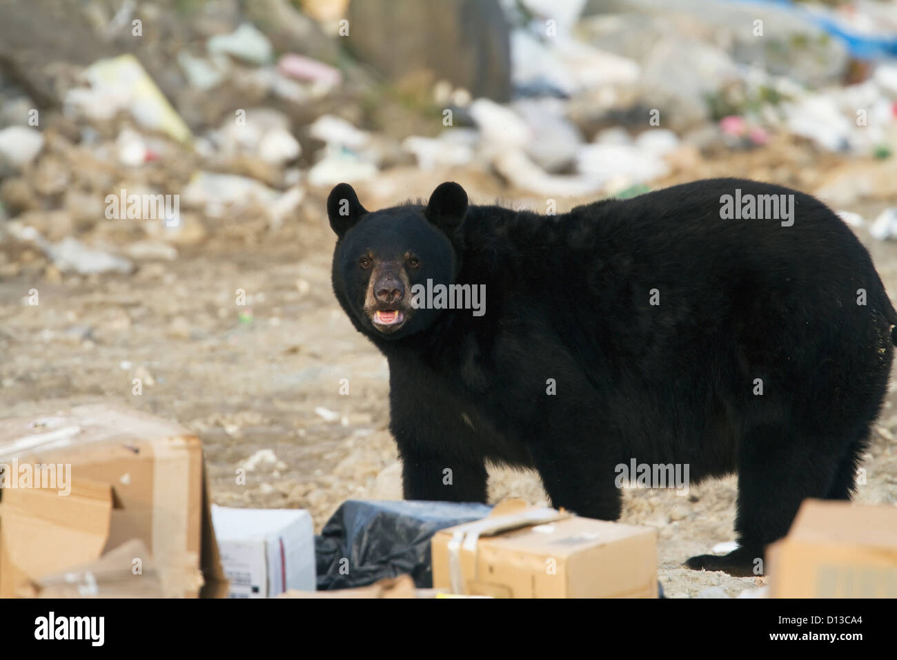 Garbage landfill canada hi-res stock photography and images - Alamy