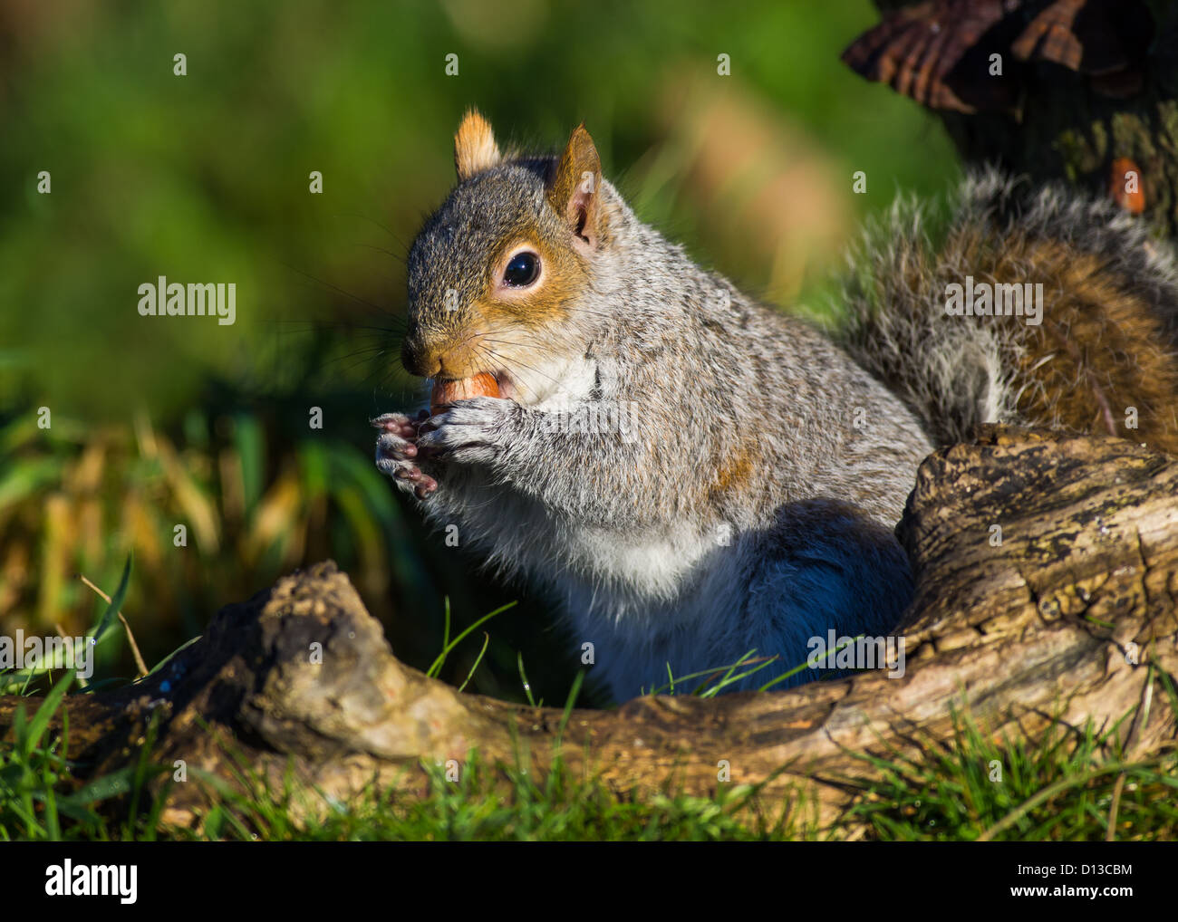 British grey squirrel hi-res stock photography and images - Alamy