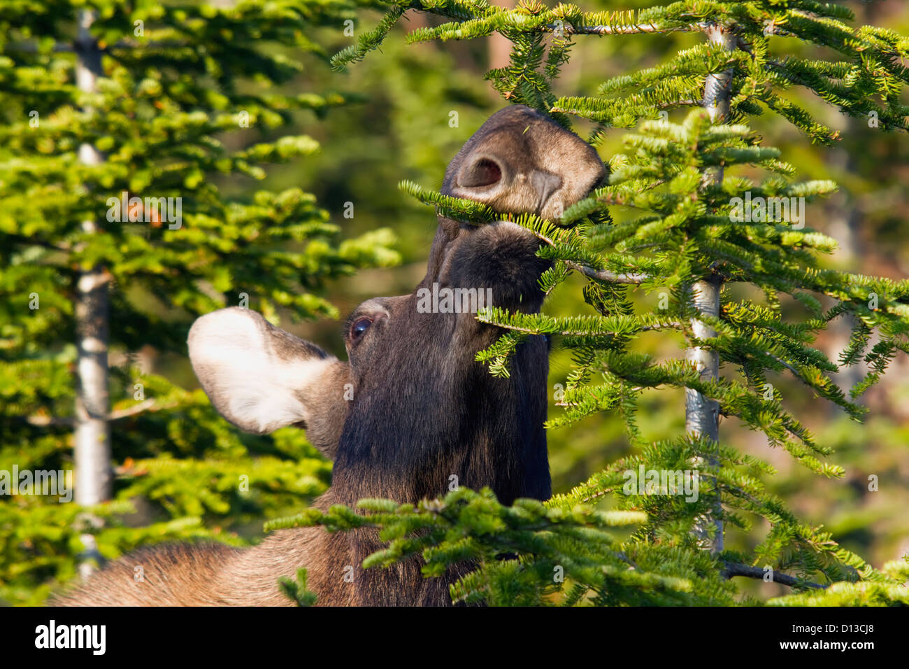 Moose eating branch hi-res stock photography and images - Alamy