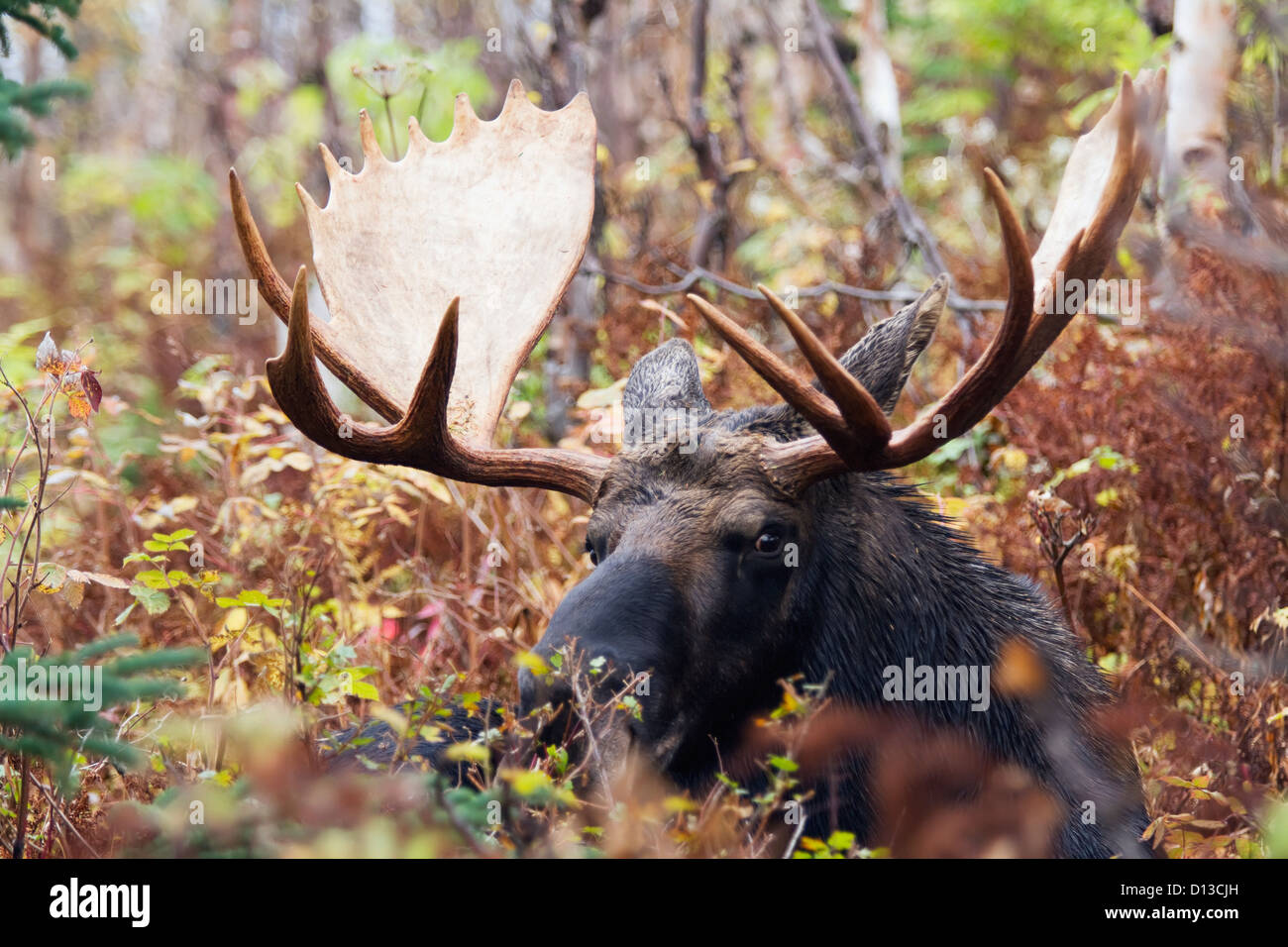 Bull facing camera hi-res stock photography and images - Alamy