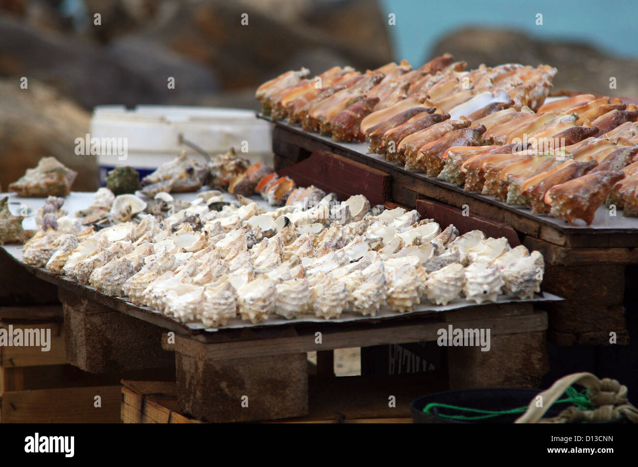 Shells for sale in the fishing village of Santa Maria - Sal Island ...