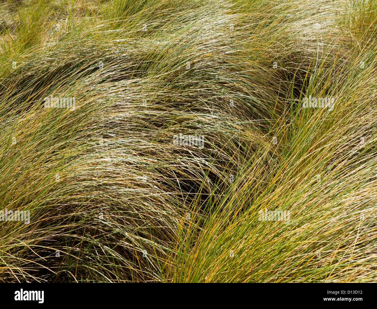 Sand dunes and marran grass uk hi-res stock photography and images - Alamy