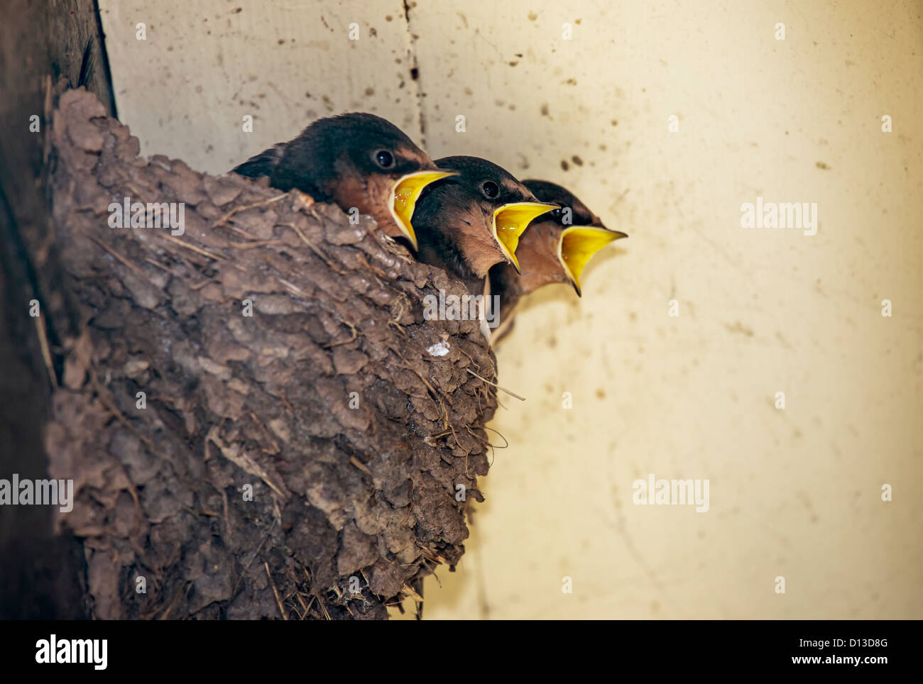 Three Baby Birds In A Nest Calling To Their Mother; Perthshire Scotland ...