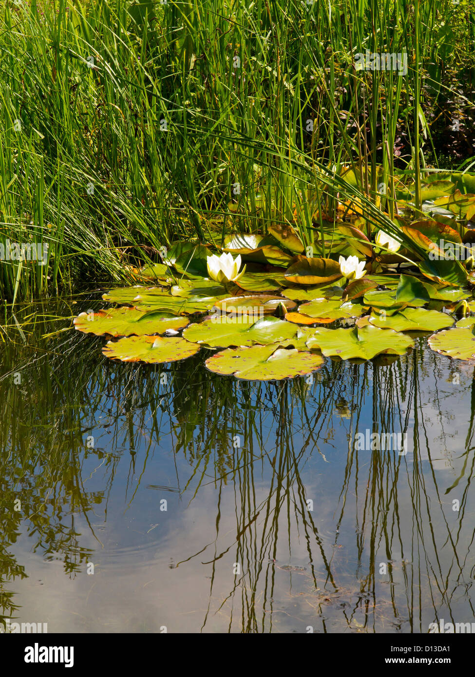 Nymphaeaceae flower hi-res stock photography and images - Alamy