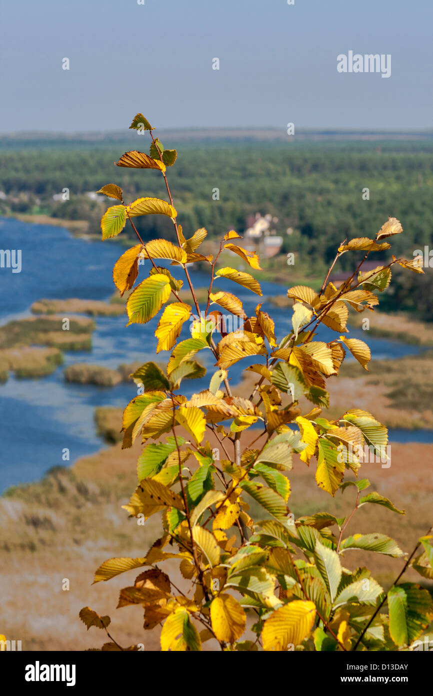 Riverside birch hi-res stock photography and images - Alamy