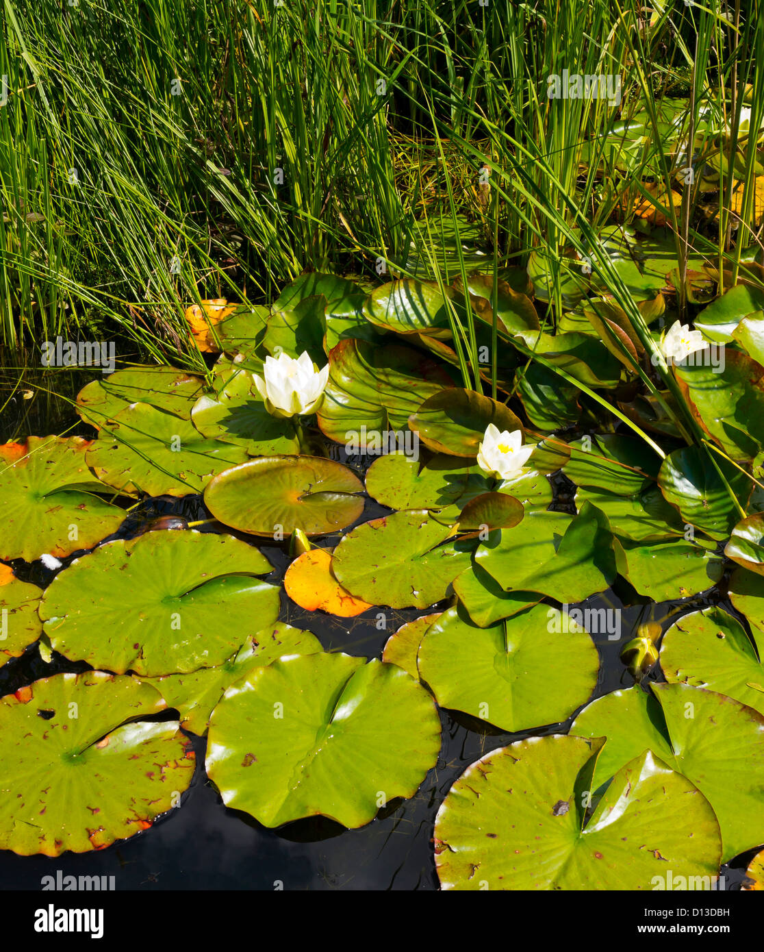Nymphaeaceae flower hi-res stock photography and images - Alamy