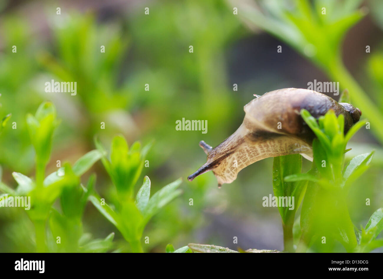 Close-Up Of Snail; Pointe-Des-Cascades Quebec Canada Stock Photo - Alamy