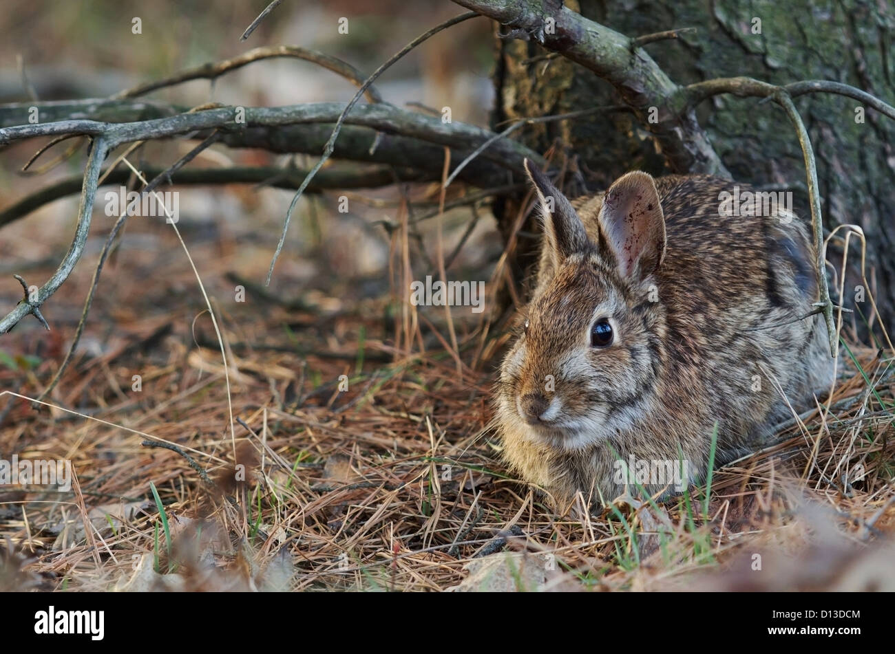 Cottontail rabbits bunnies hi-res stock photography and images - Alamy