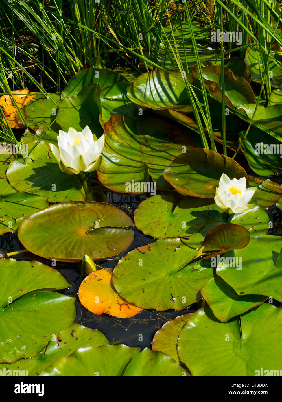 Nymphaeaceae flower hi-res stock photography and images - Alamy