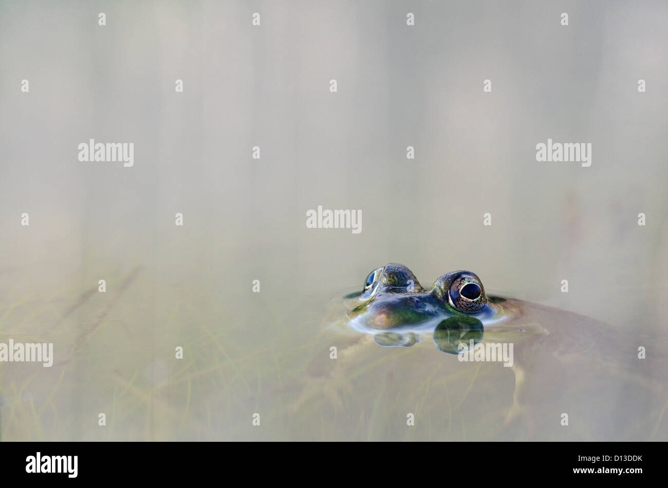 Peeking frog hi-res stock photography and images - Alamy
