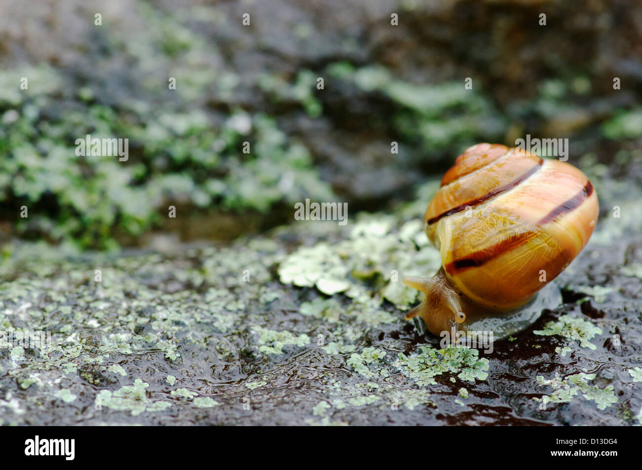 Snail On A Rock In The Rain; Pointe-Des-Cascades Quebec Canada Stock ...