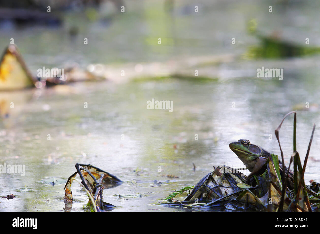 Northern Green Frog On Water; Vaudreuil Quebec Canada Stock Photo - Alamy