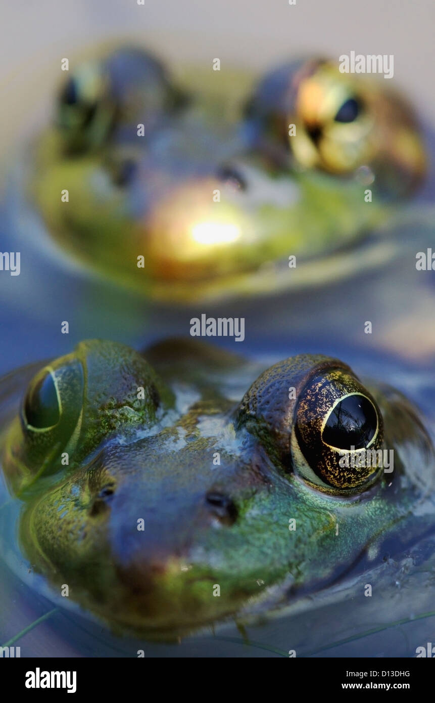 Northern Green Frogs Mating In A Pond; Vaudreuil Quebec Canada Stock ...