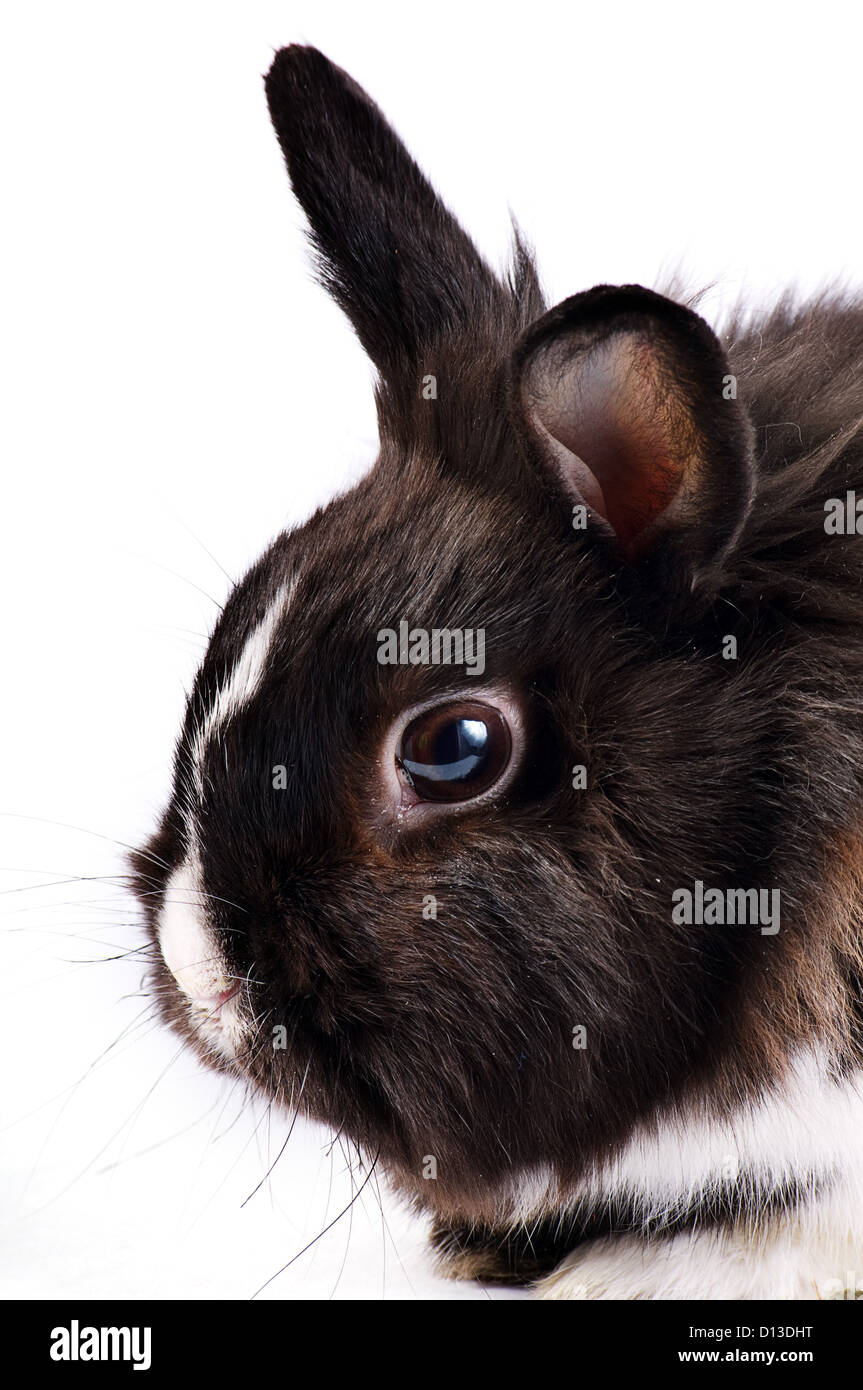 black and white little easter hare on white background Stock Photo - Alamy