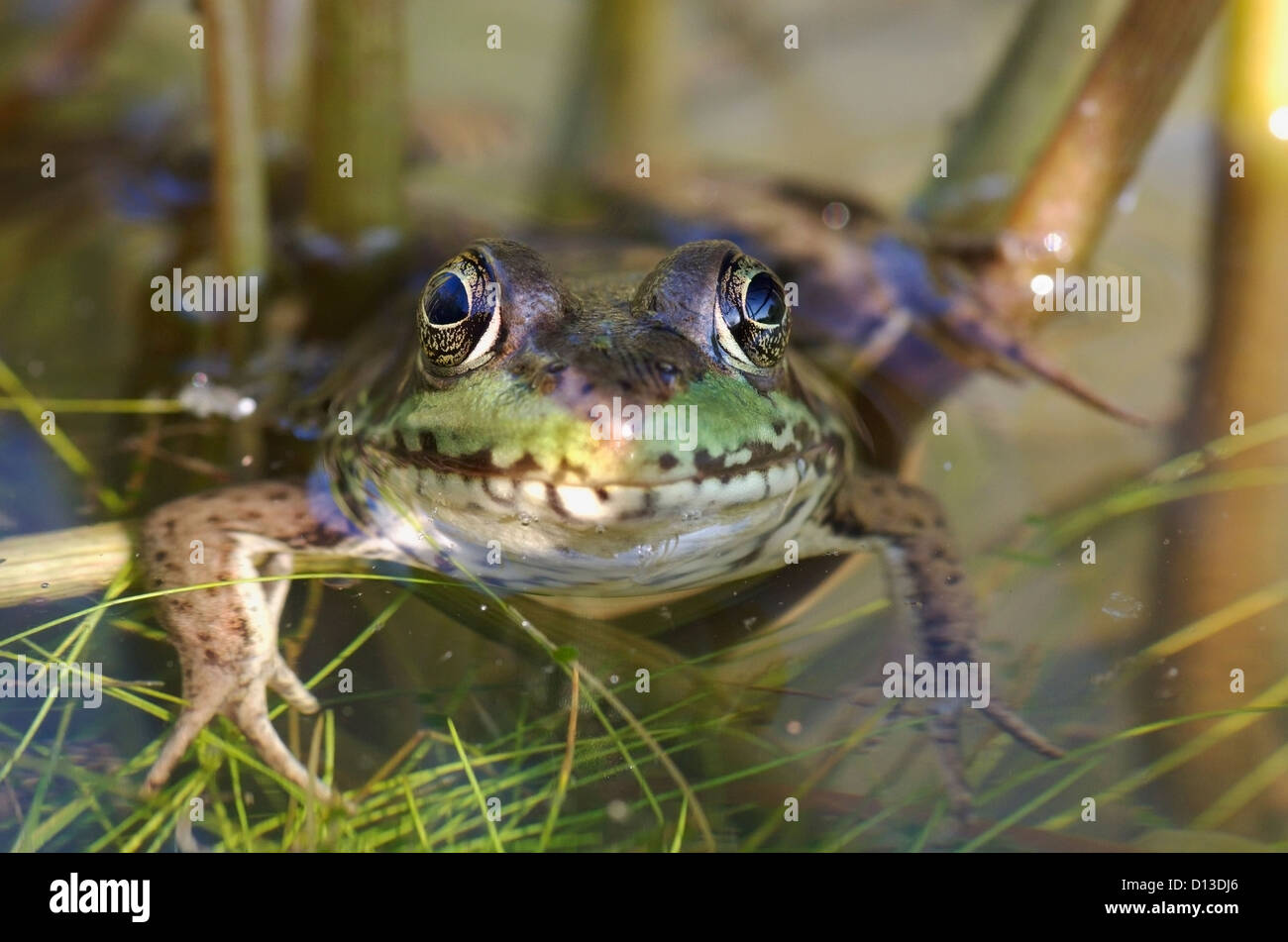 Northern Green Frog Peeking Out Of Water; Vaudreuil Quebec Canada Stock ...