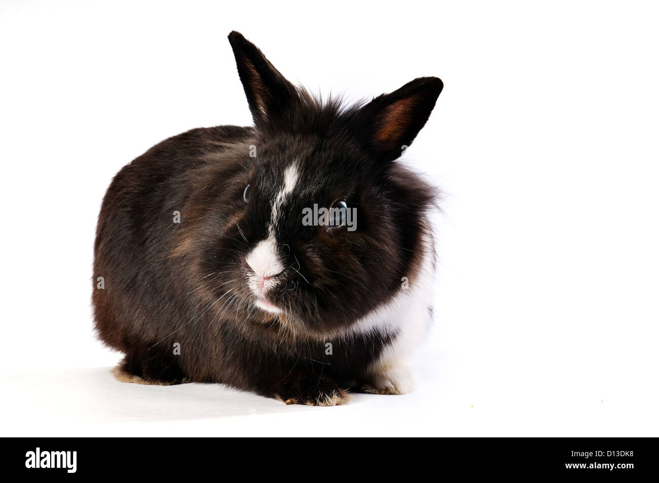 black and white little easter hare on white background Stock Photo - Alamy