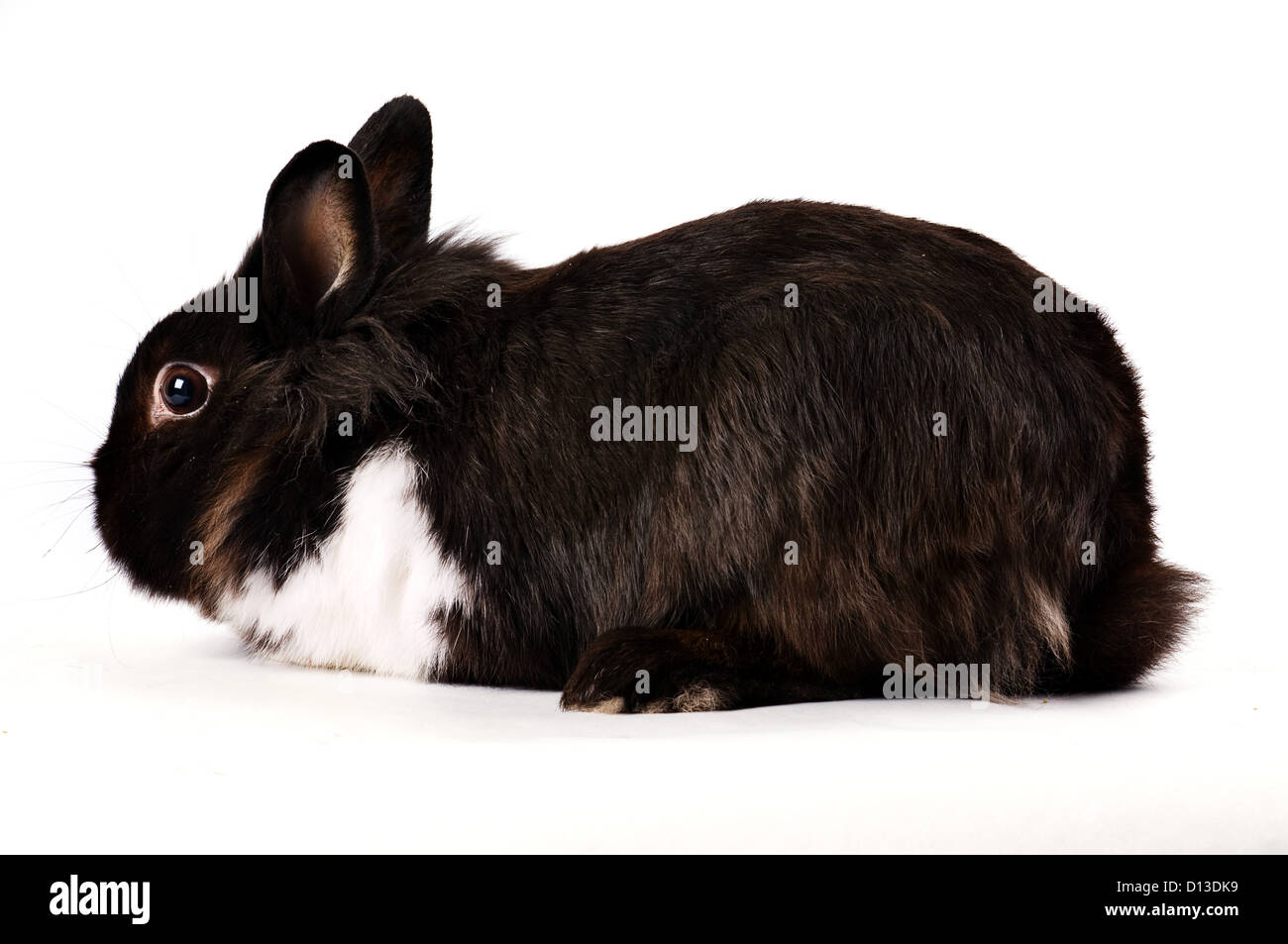 black and white little easter hare on white background Stock Photo - Alamy