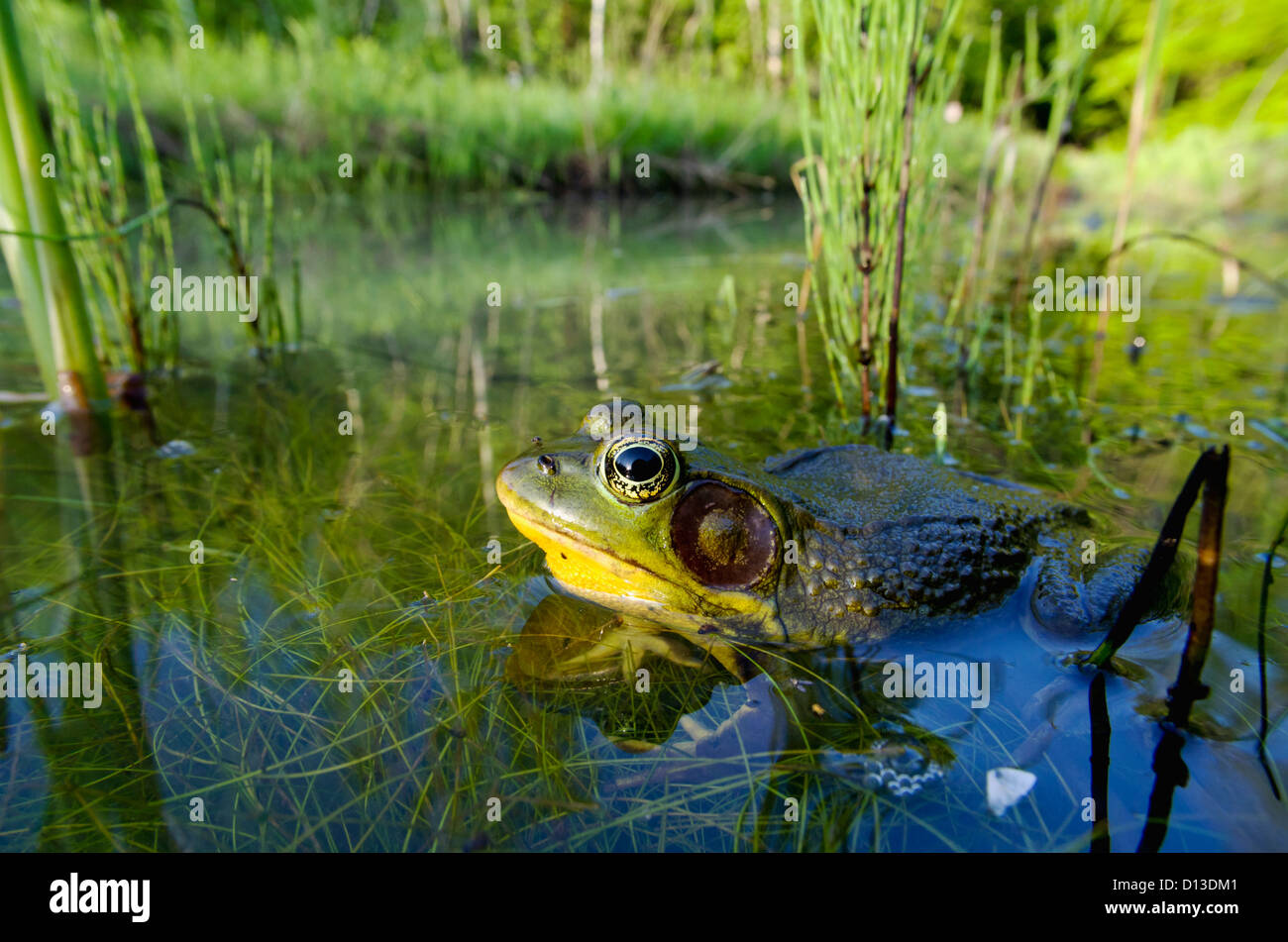 Northern Green Frog Peeking Out Of Water; Vaudreuil Quebec Canada Stock ...