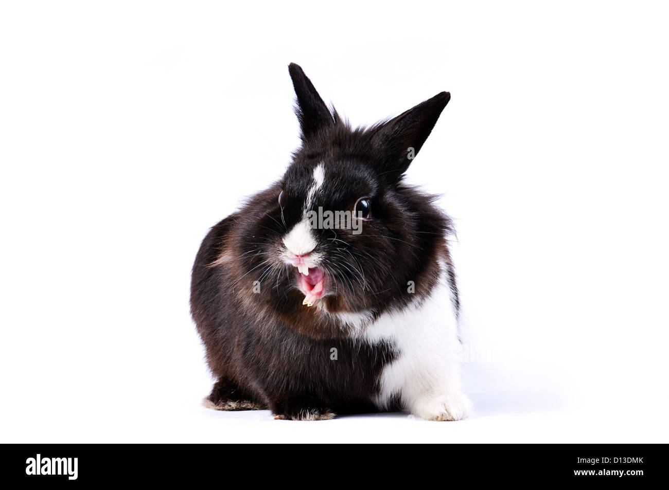 black and white little easter hare on white background Stock Photo - Alamy