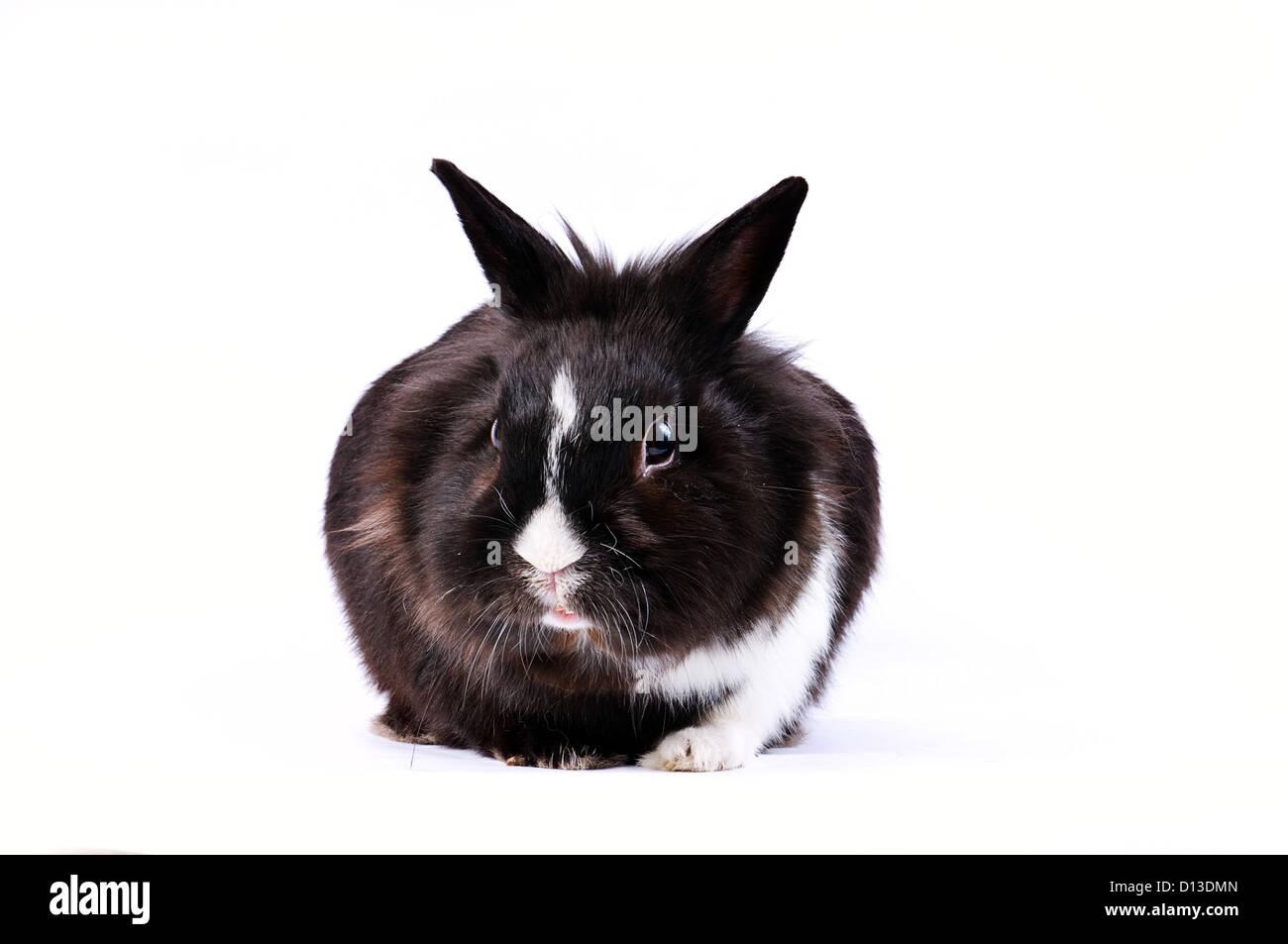 black and white little easter hare on white background Stock Photo - Alamy