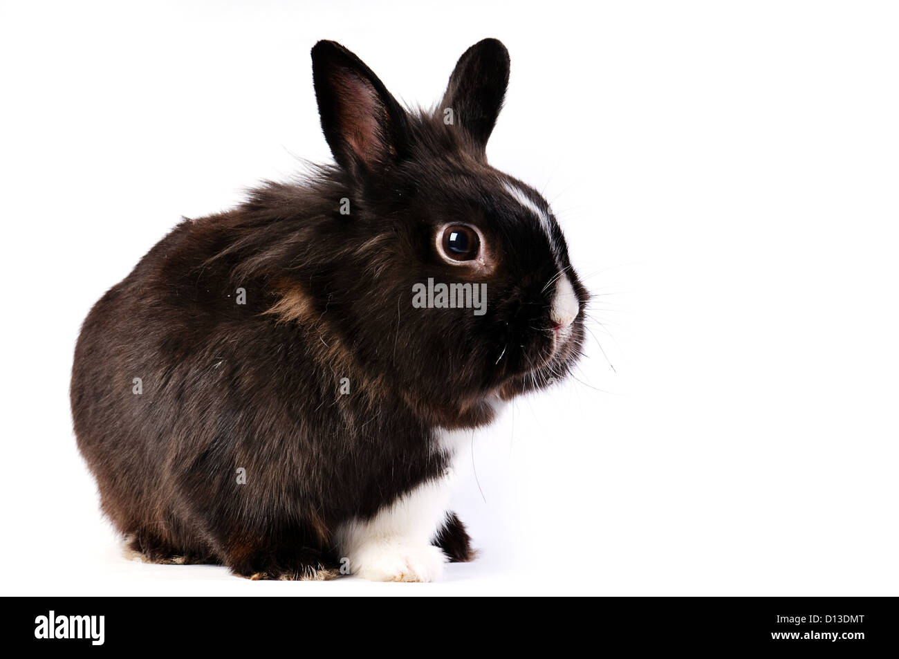 black and white little easter hare on white background Stock Photo - Alamy