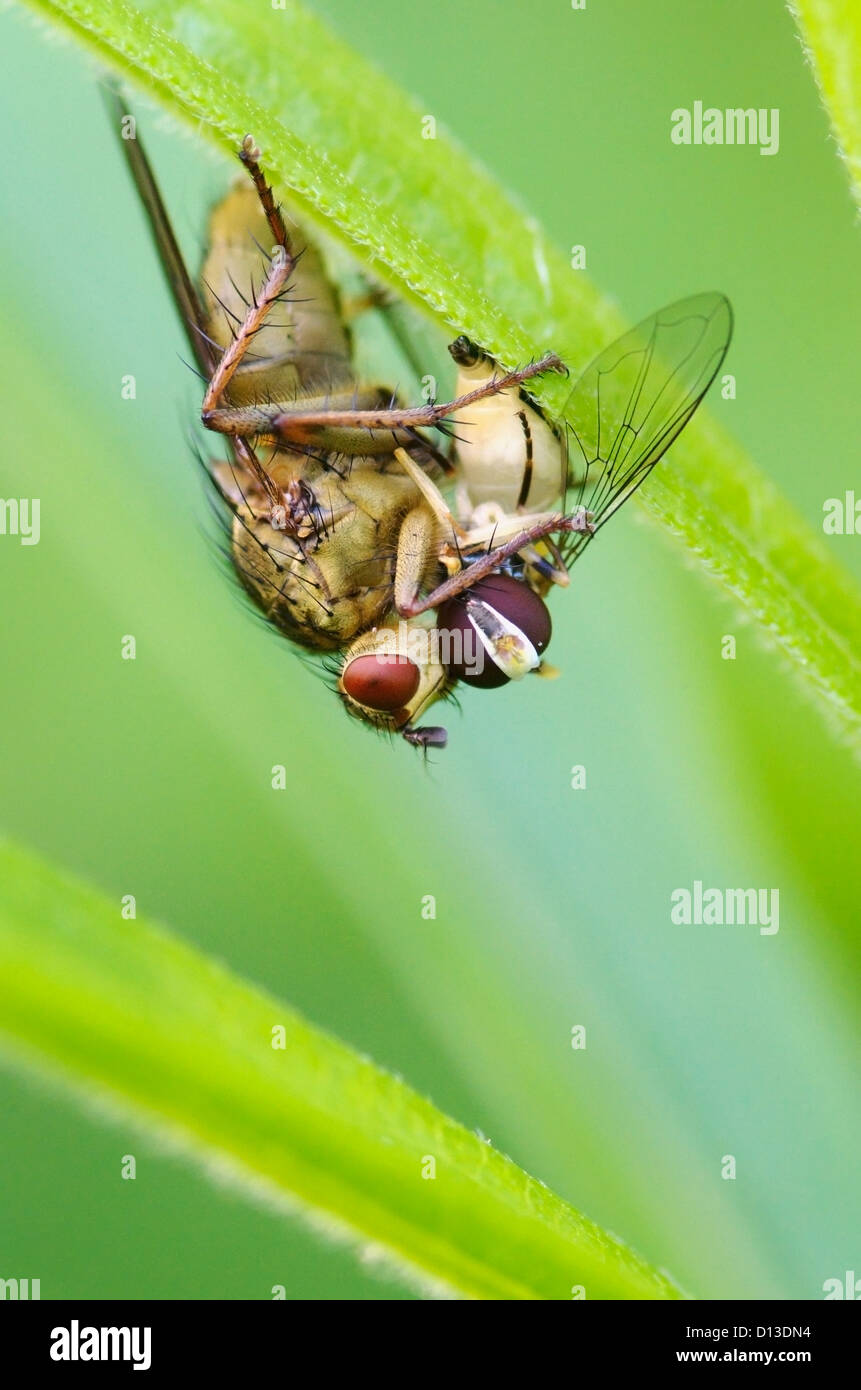 Fly Eating A Hoverfly; Vaudreuil Quebec Canada Stock Photo - Alamy