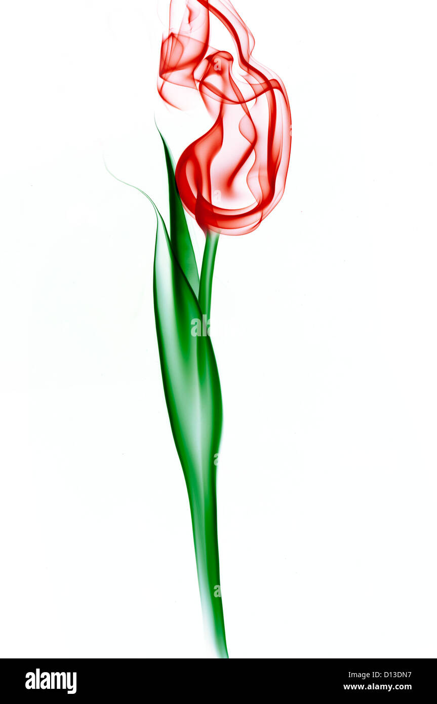 red tulip made from smoke on white background Stock Photo - Alamy