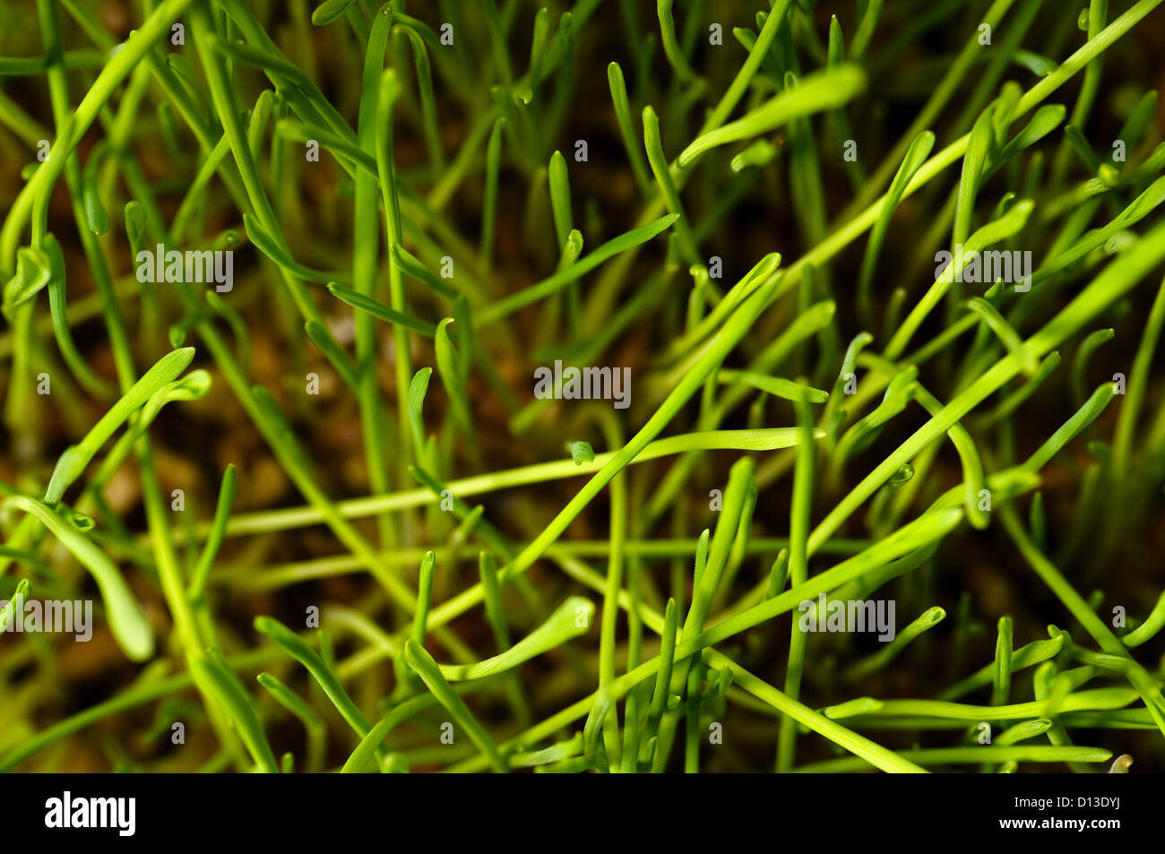 bush of green grass closeup macro shoot Stock Photo - Alamy