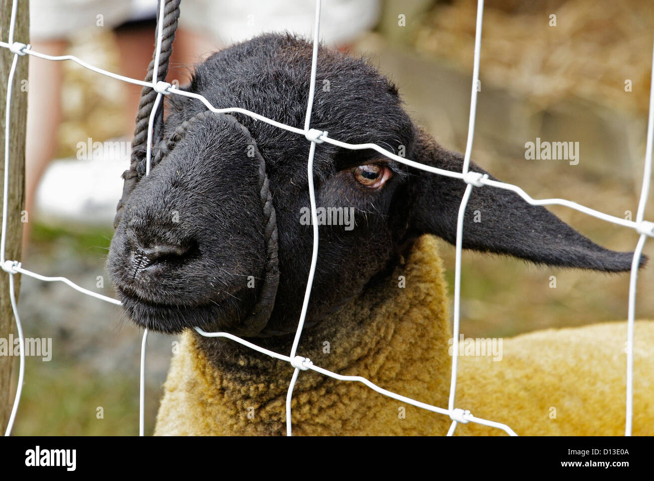 A Black Headed Sheep tethered in a pen at a County Show Stock Photo - Alamy