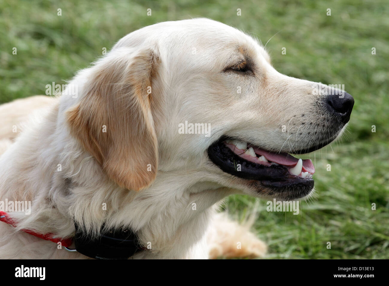 Profile portrait of a Golden Retriever Stock Photo - Alamy